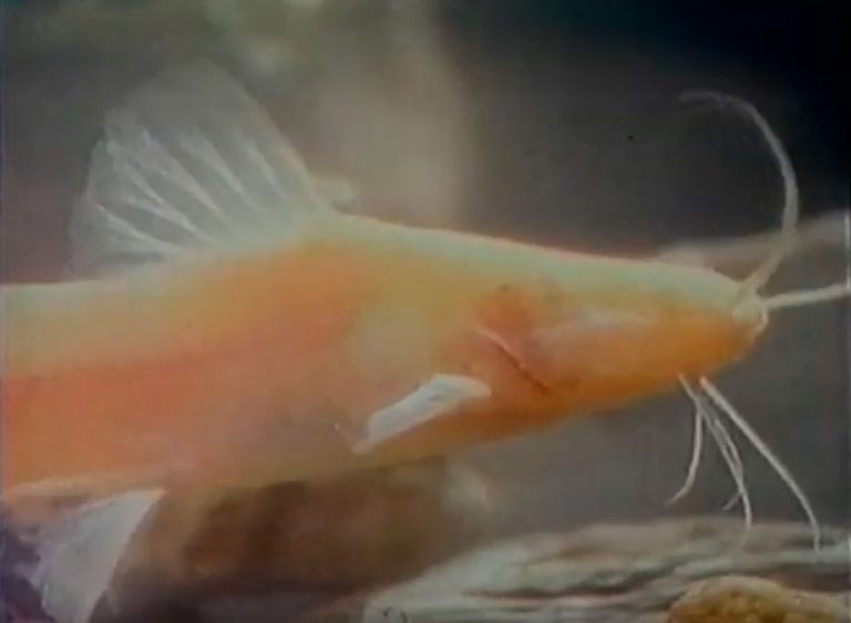 bagre – Petar Online